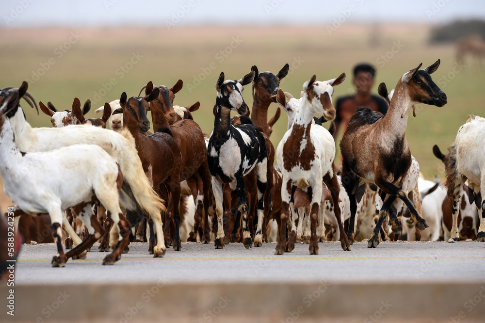 group of goats in the green nature and charming mountains Stock Photo ...