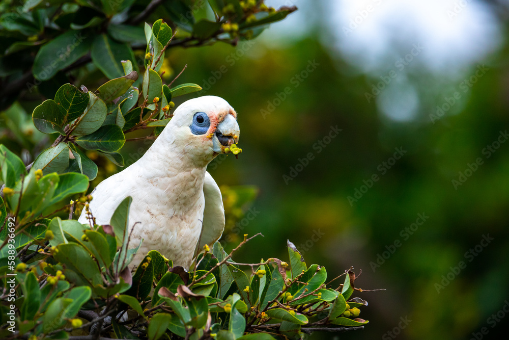 A beautiful, adorable little corella parrot (bare-eyed cockatoo) eats ...