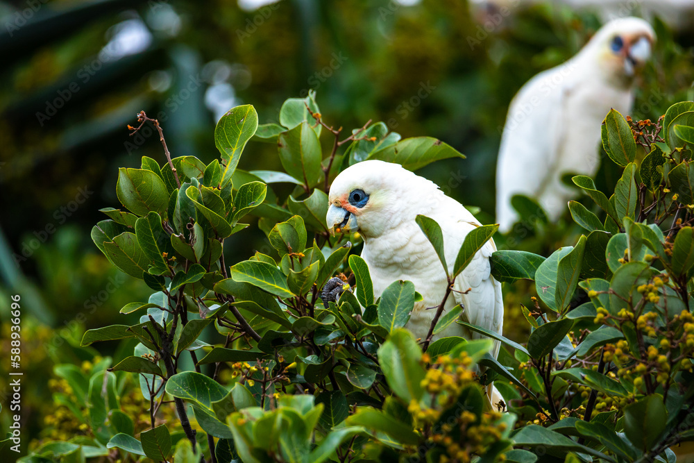 A beautiful, adorable little corella parrots (bare-eyed cockatoo) eats ...