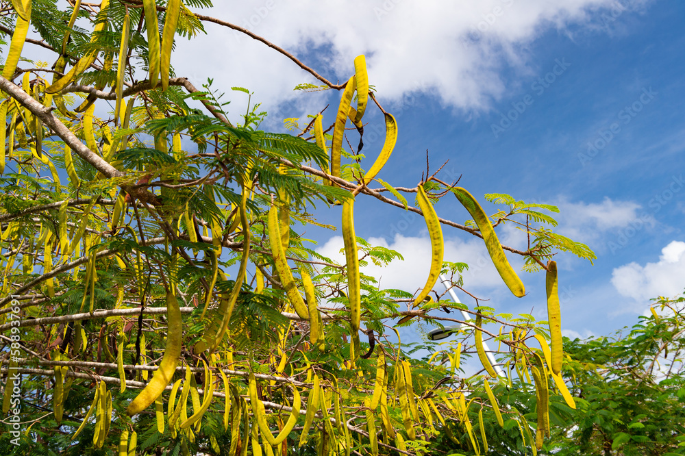 leucaena memosoid tropical tree. leucaena tropical tree with leaves ...