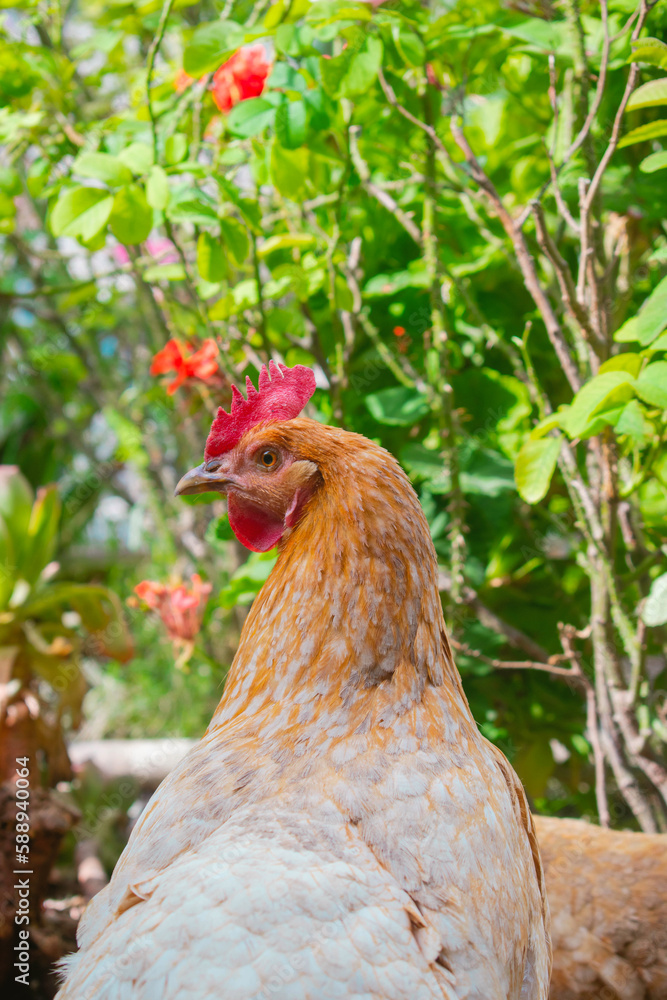 Gallus gallus o gallina de granja marron en un jardin imagen vertical ...