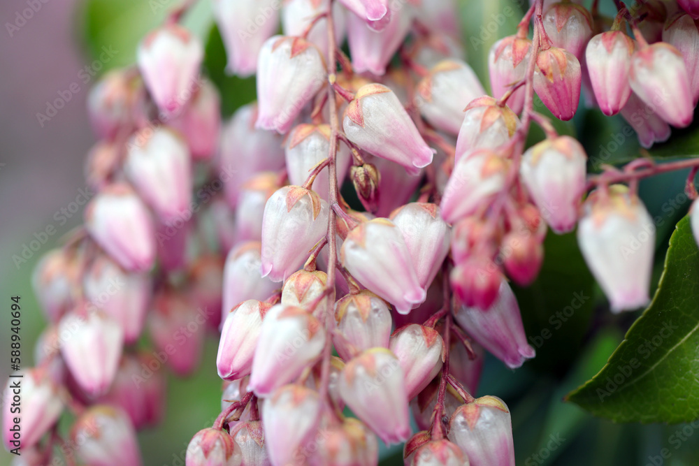 Flower cluster of white Asebi that blooms with a cute appearance in the ...