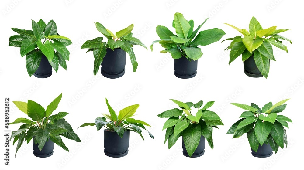 Collection ornamental trees and shrubs (ficus, fig) with colorful ...