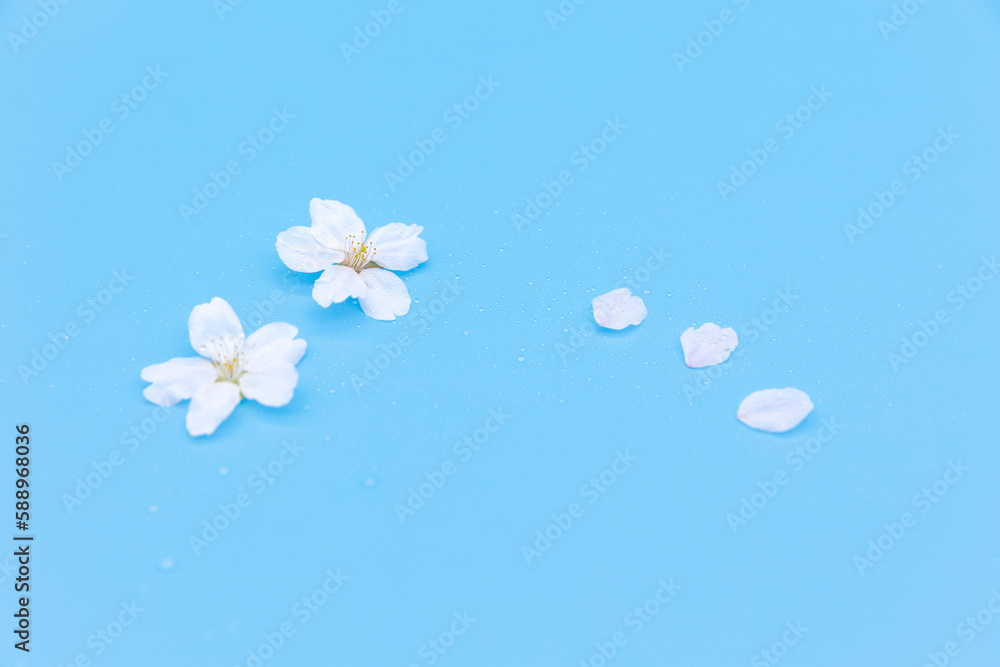 Cherry blossoms and cherry blossom petals are neatly placed on a blue ...