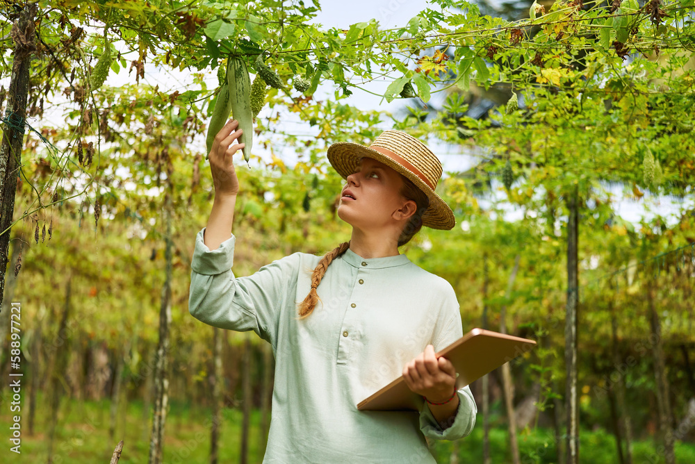 Female farmer with tablet inspecting gourd harvest on vegetable farm ...