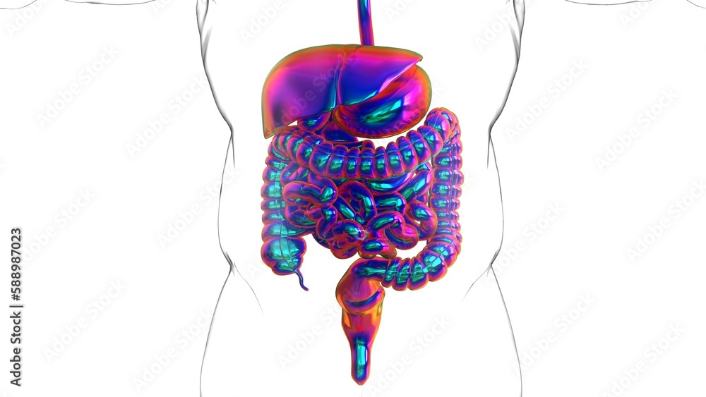 Human digestive system anatomy for medical concept 3D rendering Stock ...