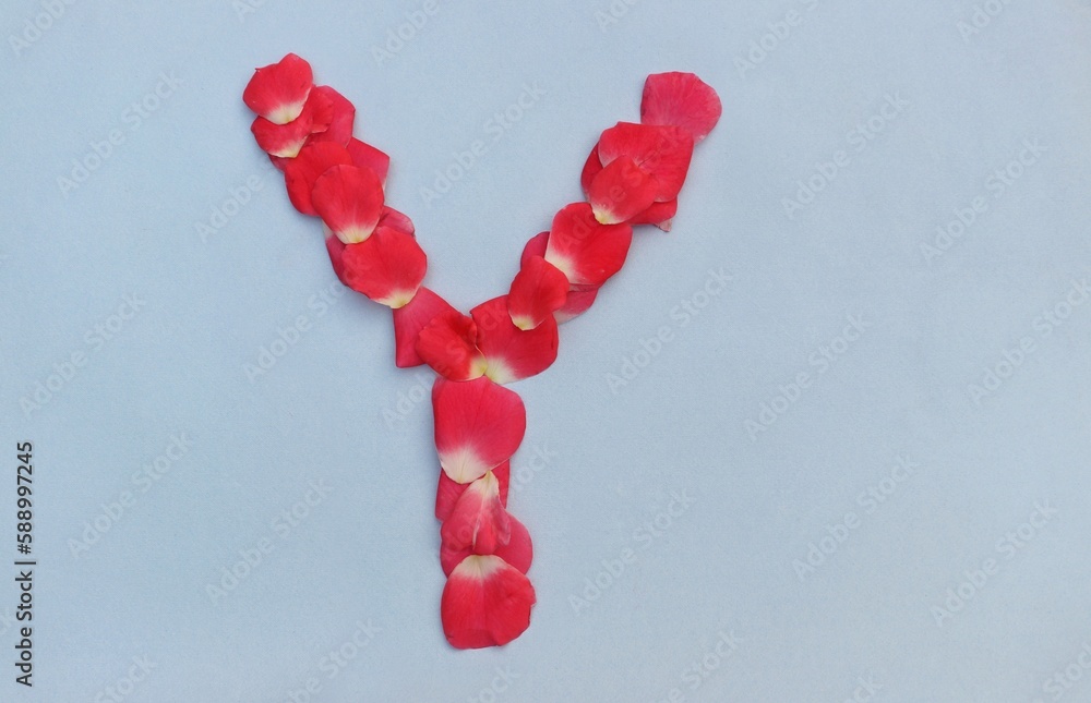 Y Capital English Letter Created with Pink Rose Flower Petals on Bright ...