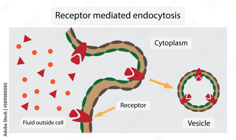 Vetor do Stock: illustration of biology, Receptor mediated endocytosis ...
