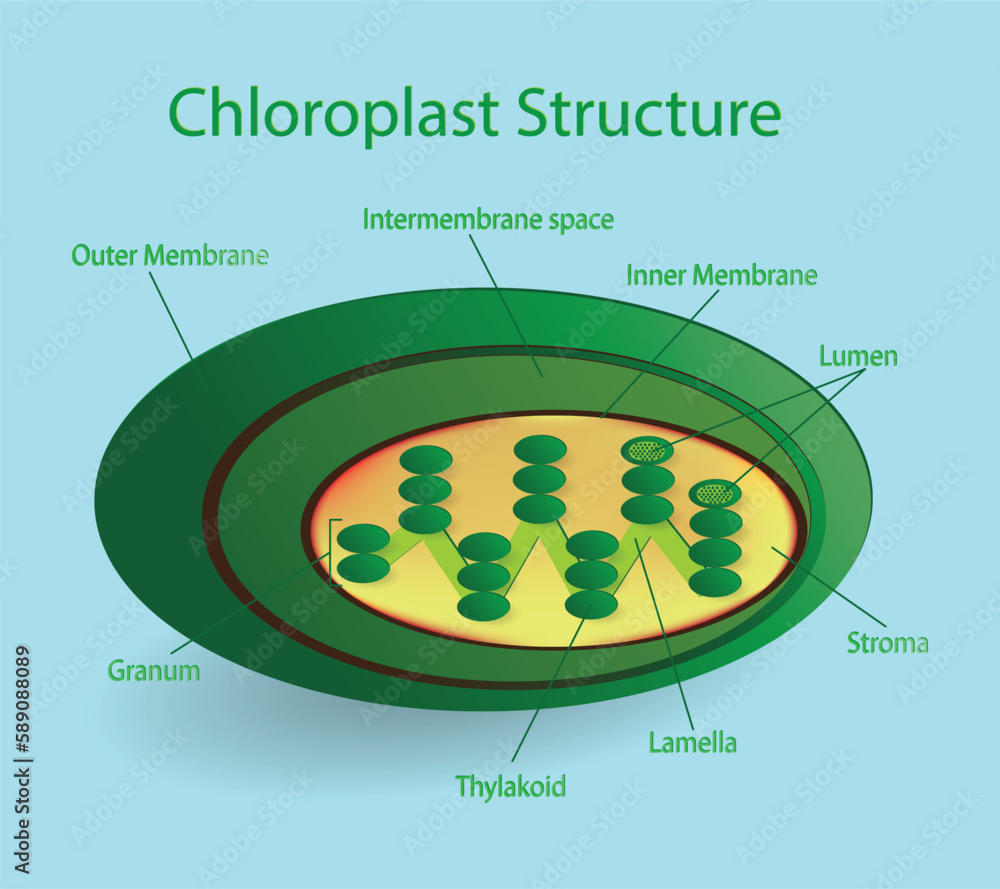 illustration of biology, Chloroplast Structure, Plant Cell structure, cross section of the cell ...