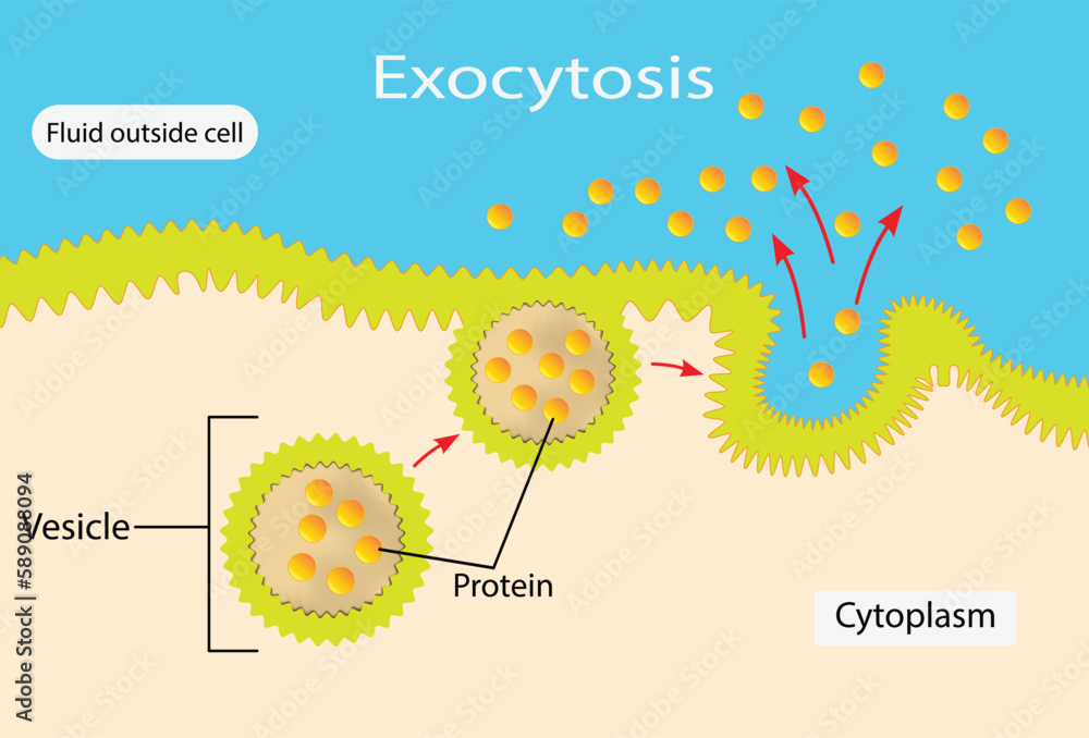 Definition Of Secretory Vesicles In Biology at Luca Harford blog