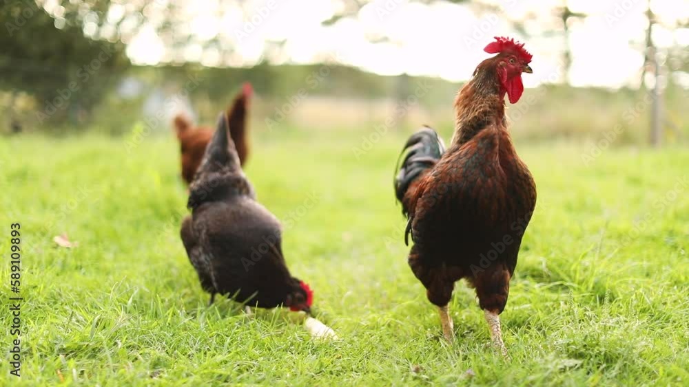 Closeup shot of a rooster with his hens on a small farm in Ontario ...