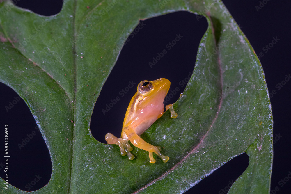 Wallace's flying frog (Rhacophorus nigropalmatus), also known as the ...