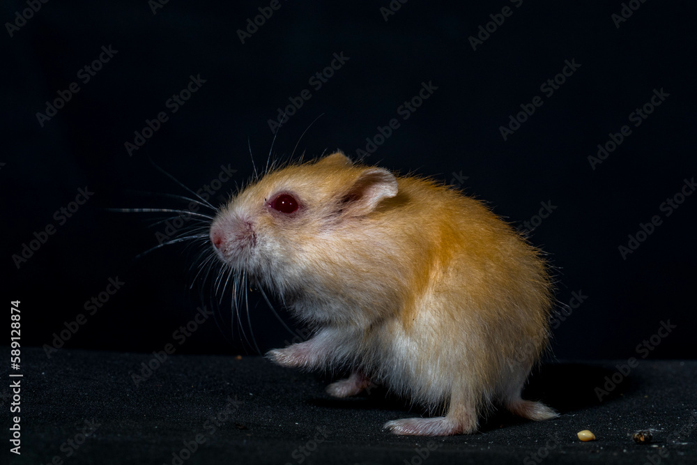 Hamsters are rodents (order Rodentia) belonging to the subfamily ...