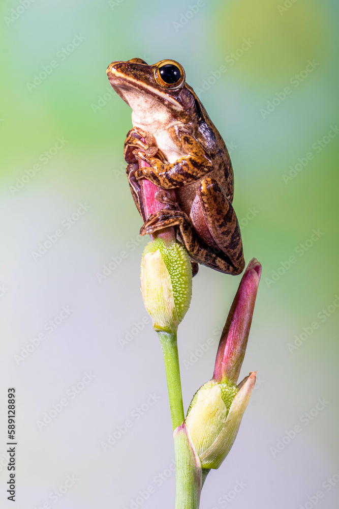 Polypedates leucomystax is a species in the shrub frog family ...