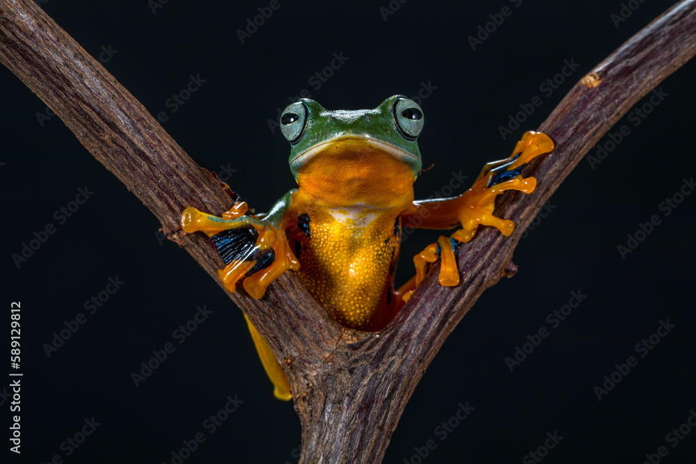 Wallace's flying frog (Rhacophorus nigropalmatus), also known as the ...
