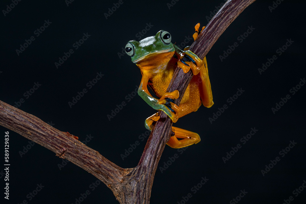 Wallace's flying frog (Rhacophorus nigropalmatus), also known as the ...