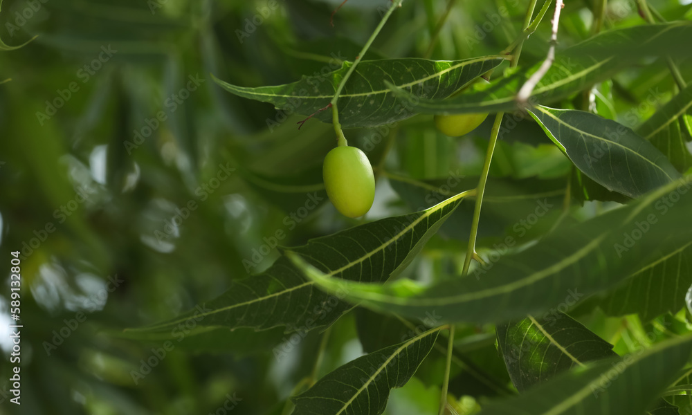 Neem tree fruit closeup. Indian lilac. Nim tree. Azadirachta Indica ...