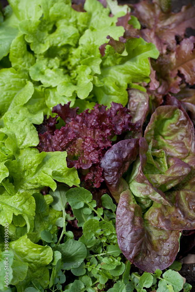 colourful Lettuce plants - lactuca sativa in the vegetable garden ...