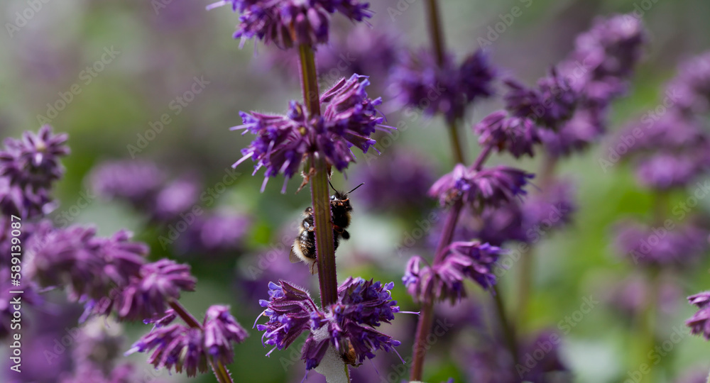 Salvia Verticillata - Purple Rain - beautiful ornamenal plant in the ...