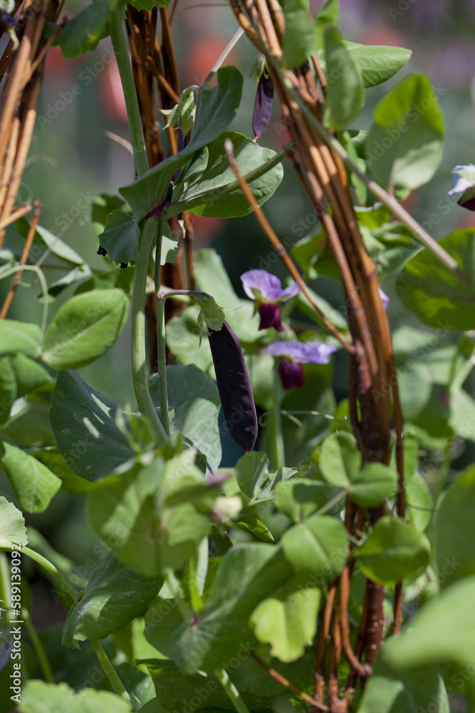 Foto de Blauschokker Blue Pod Pea - beautiful edible plants grown for ...