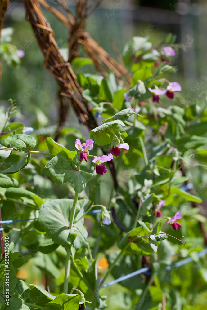 Blauschokker Blue Pod Pea - beautiful edible plants grown for dark ...