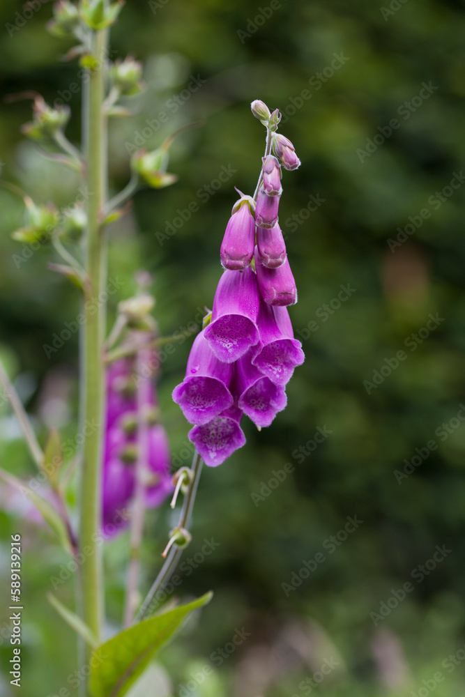 Common Foxgloves, Digitalis purpurea - ornamenal plant native to Europe ...