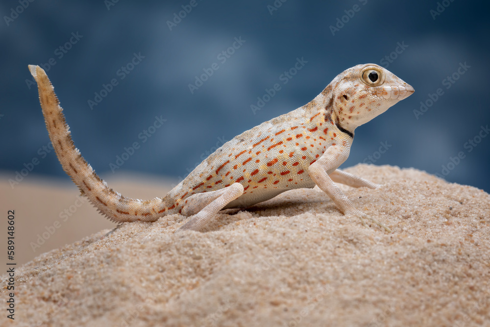 Pristurus carteri, commonly known as Scorpion-tailed Gecko, or Carter’s ...