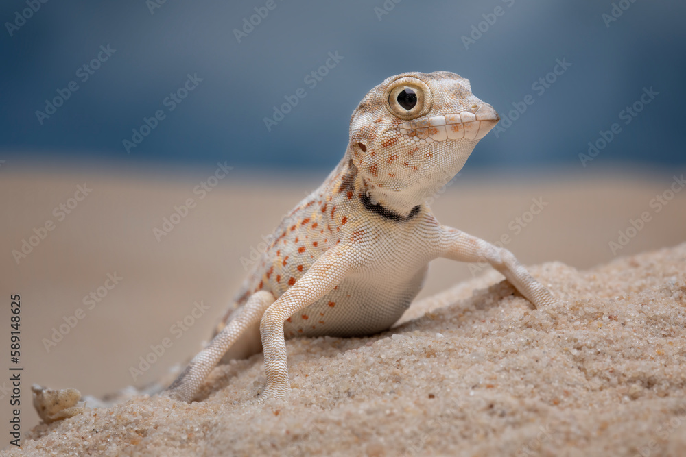 Pristurus carteri, commonly known as Scorpion-tailed Gecko, or Carter’s ...