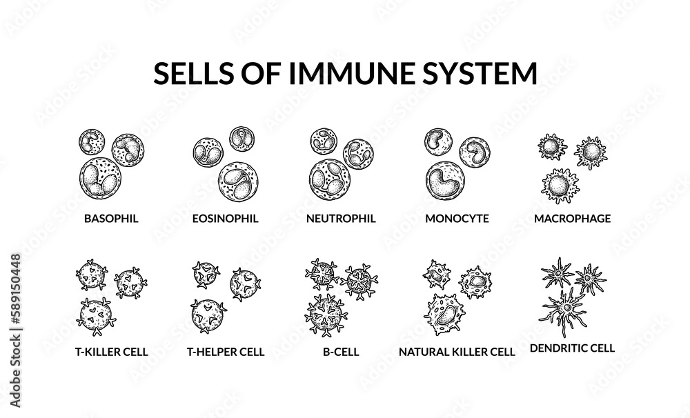 Cells of adaptive immune system. Human cells with names. Scientific ...