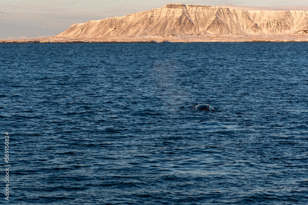 imagen de la aleta de una ballena jorobada en el mar con las montañas ...