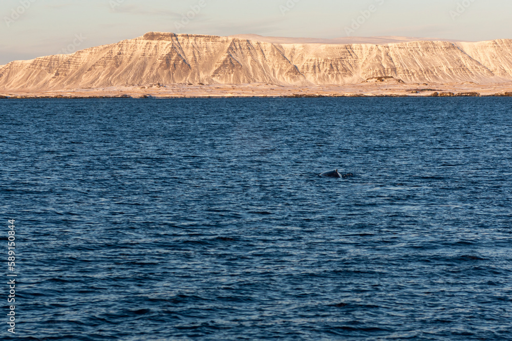 imagen de la aleta de una ballena jorobada en el mar con las montañas ...