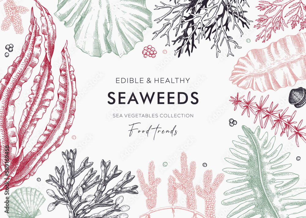 Hand-drawn edible seaweed background in color. Sea vegetables sketches ...