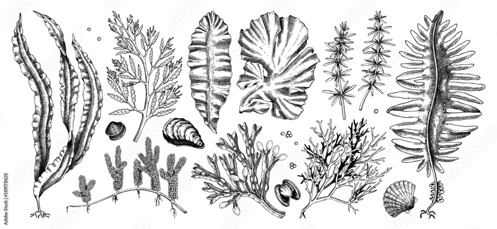 Hand-drawn sea vegetables - kelp, kombu, wakame, hijiki, nori, umi budo ...