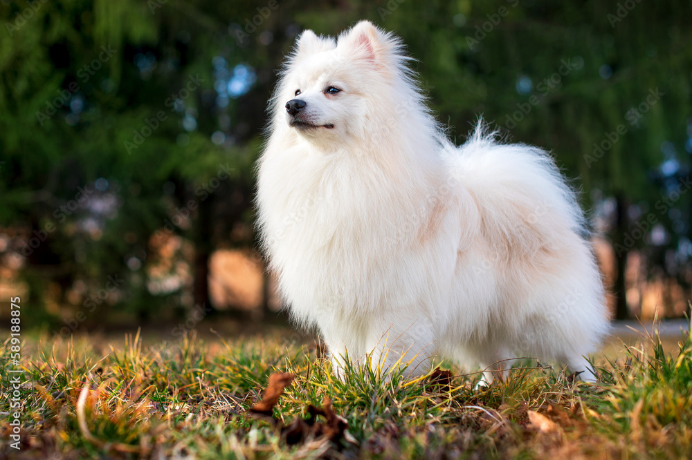 A beautiful dog of the Japanese Spitz breed. A white dog stands on a ...