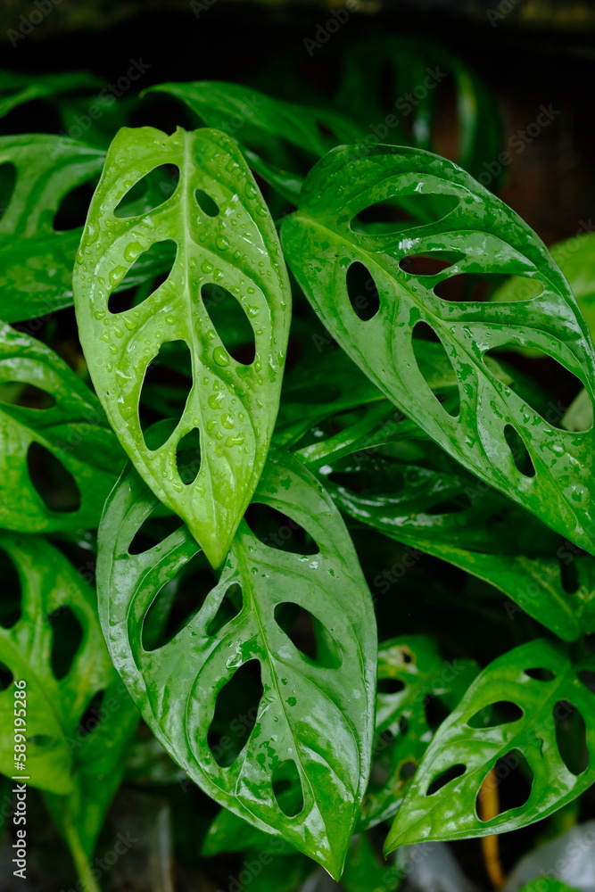 Tanaman hias Janda Bolong is Monstera adansonii. an ornamental plant of ...