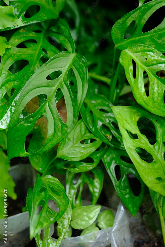 Tanaman hias Janda Bolong is Monstera adansonii. an ornamental plant of ...