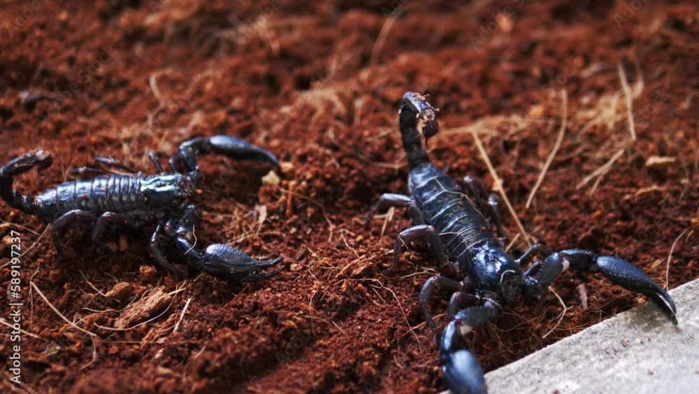 scorpions are poisonous animals in the rainy season, Black scorpions ...