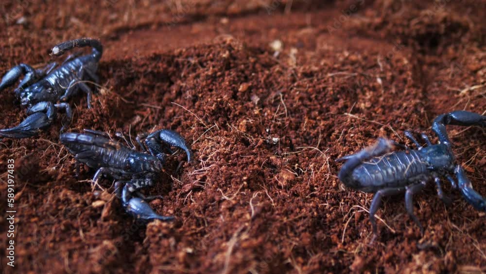 scorpions are poisonous animals in the rainy season, Black scorpions ...