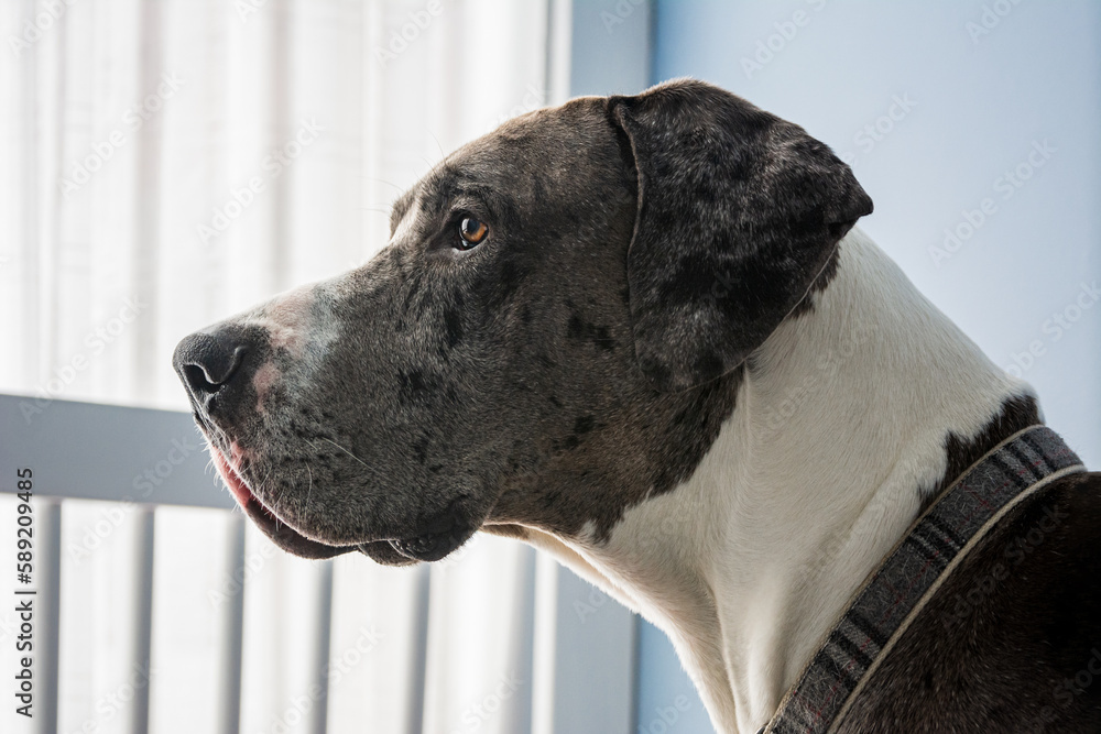 Side view of Lincoln's head, a one and a half year old blue merle ...