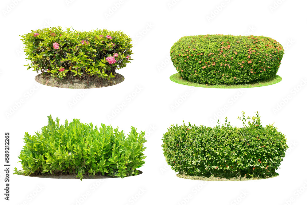 Ornamental plants and Green leafed bushes. (shrub) Square shape. For ...