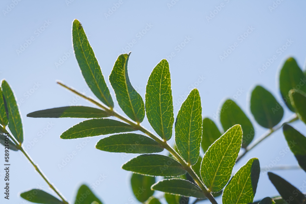 Robinia pseudoacacia commonly known as black locust, deciduous tree ...