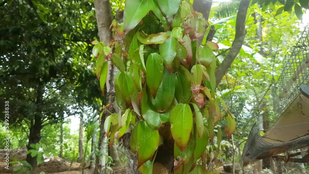 Cinnamomum Verum, Ceylon or true cinnamon tree with new thick green ...