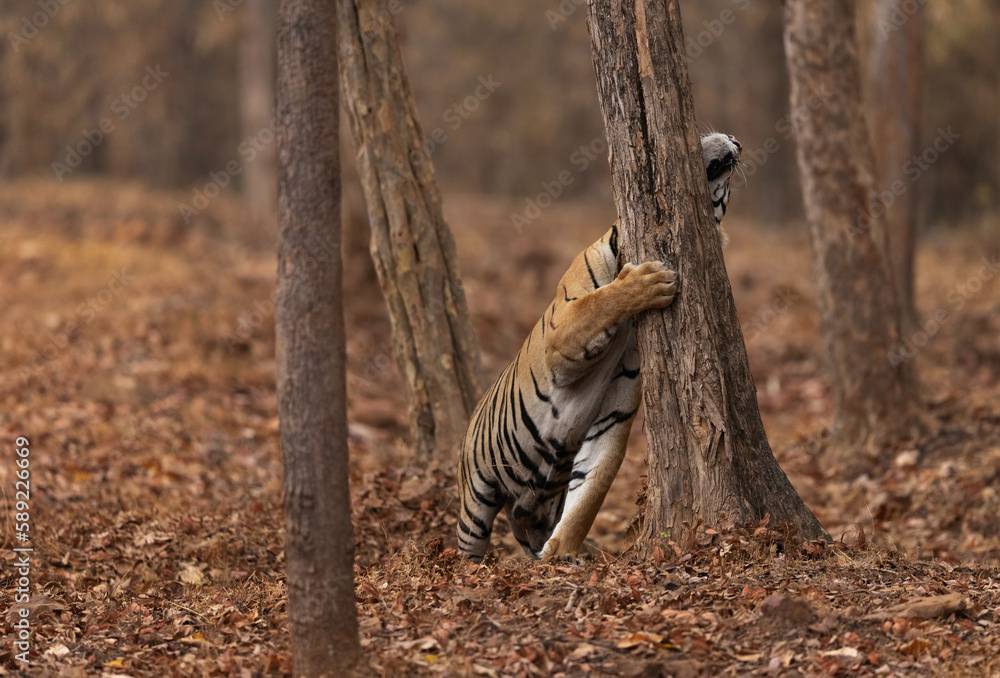 Tiger marking its territory at Tadoba Andhari Tiger Reserve, India ...