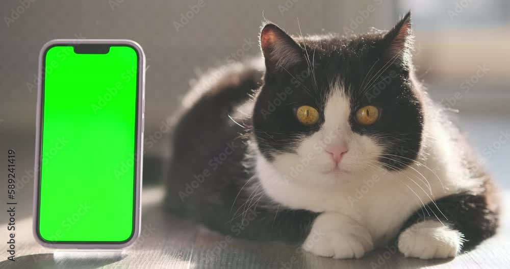 Vidéo Stock Close up, fluffy cat sitting near green screen phone in ...