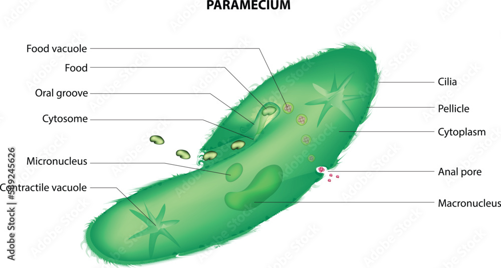 paramecium Stock Vector | Adobe Stock