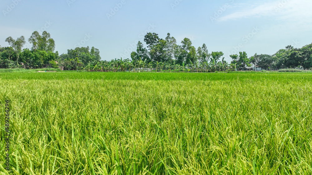 Green rice/peddy field of grass and trees with Midewin National ...