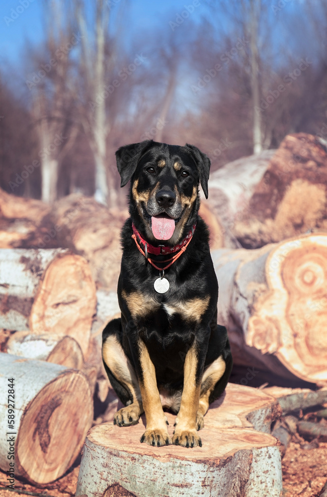 A large black dog sits on logs. Rottweiler smile. Felled trees and a ...