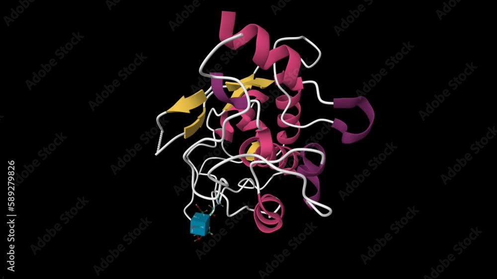 Crystal structure of human egg membrane protein JUNO. Animated 3D ...