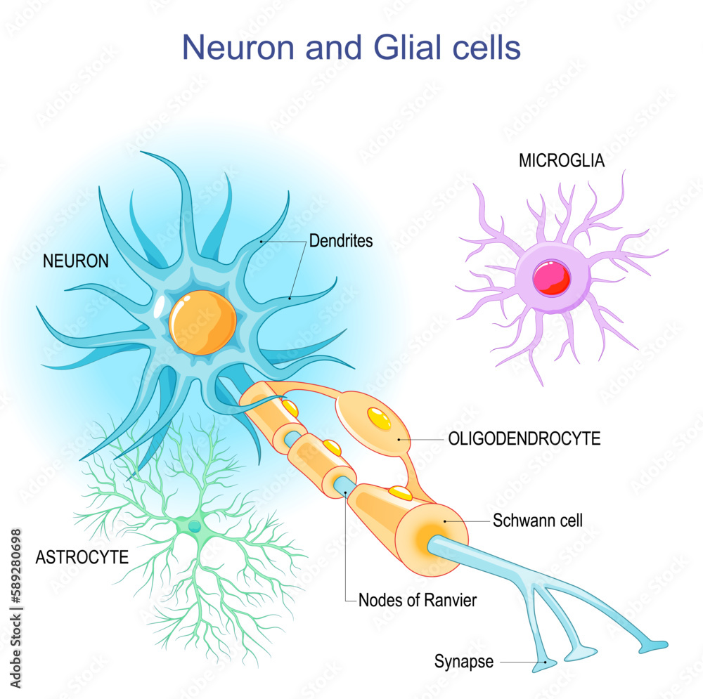 Fotografia Neuron and Neuroglia. Structure of a neuron and glial cells ... Fotografia Neuron and Neuroglia. Structure of a neuron and glial cells ...