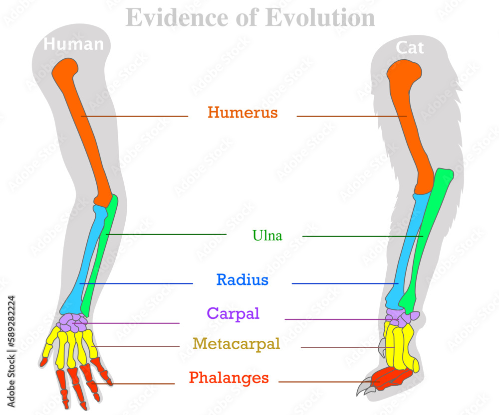 Evidence of evolution. Human, cat, dog animal bones. Modification of ...
